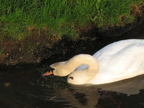 Противоэрозионный мат Enkamat 7010/1 (1х150м) | цена, отзывы, фото