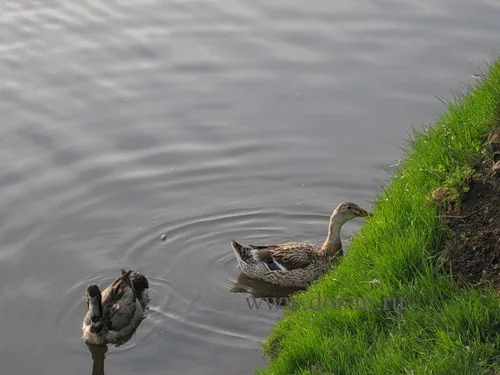 Противоэрозионный мат Enkamat 7010/1 (1х150м) | цена, отзывы, фото